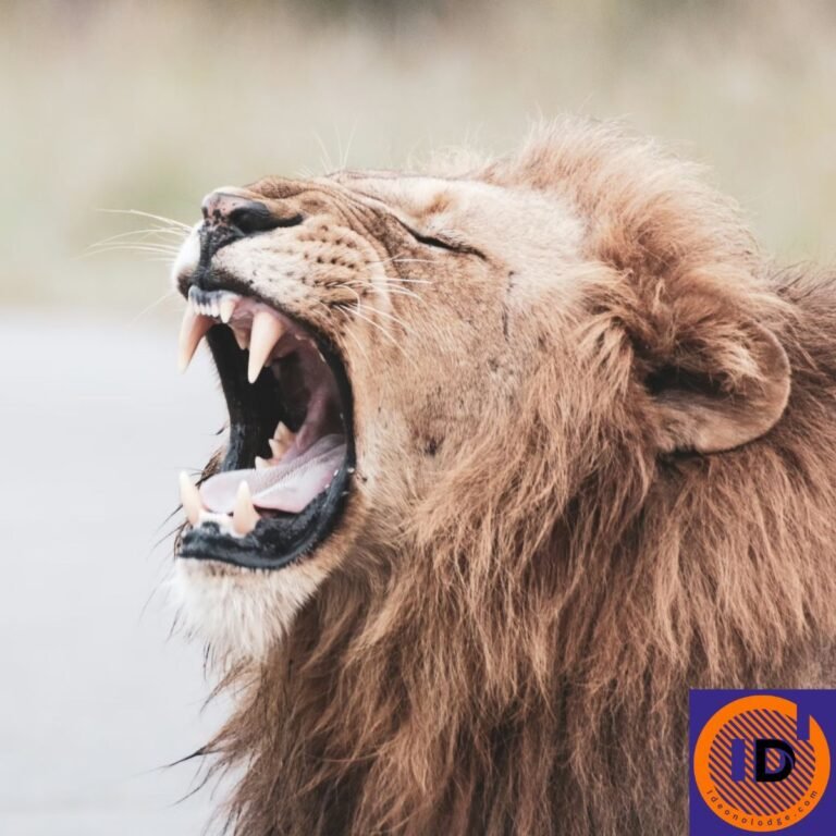 200+ Majestic Lion Names Inspired By Strength And Pride