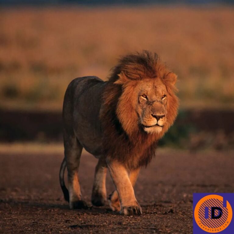 200+ Majestic Lion Names Inspired By Strength And Pride