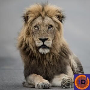 200+ Majestic Lion Names Inspired By Strength And Pride