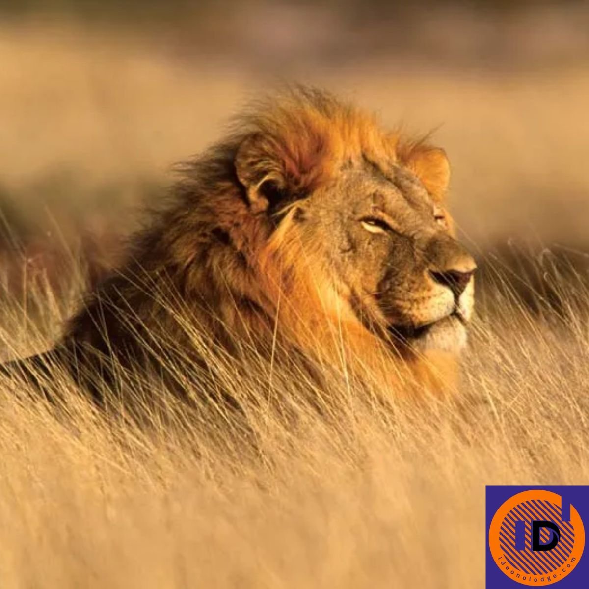 200+ Majestic Lion Names Inspired By Strength And Pride